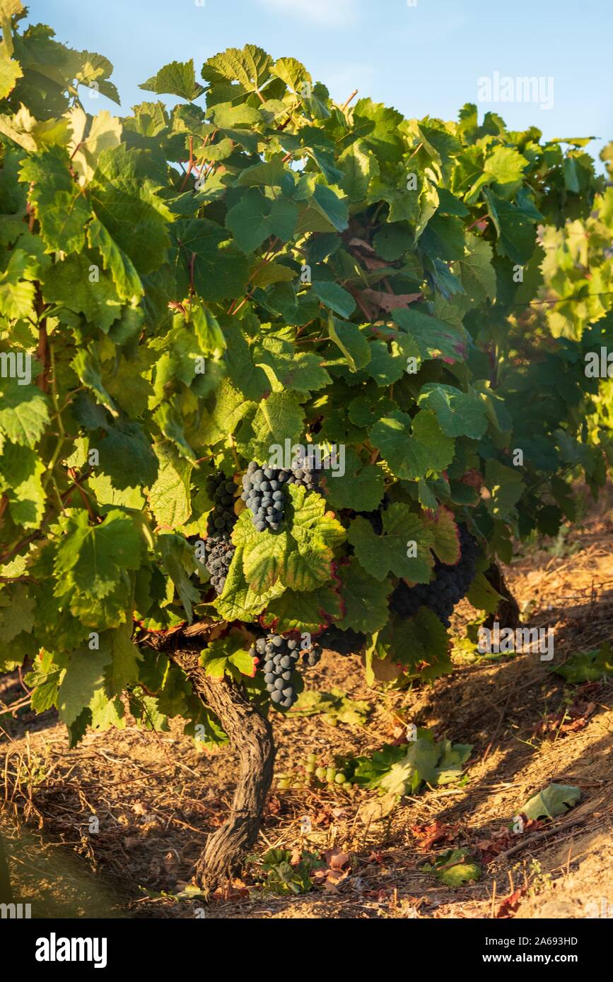 Vineyard grape grapevine nature landscape plant branch leaf food hi-res ...