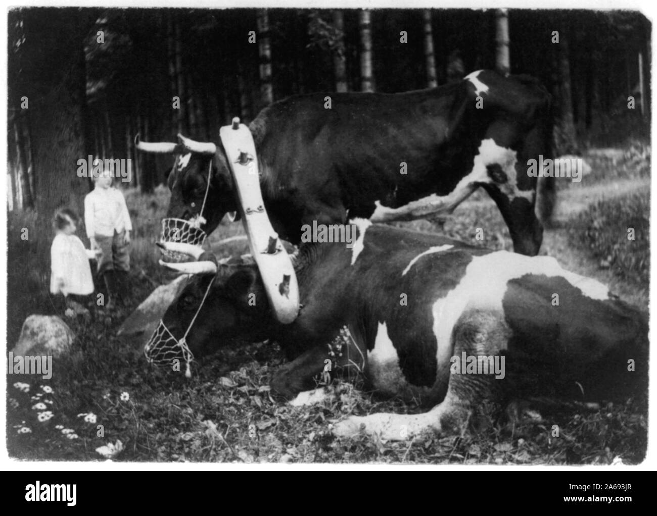 Yoked hi-res stock photography and images - Alamy