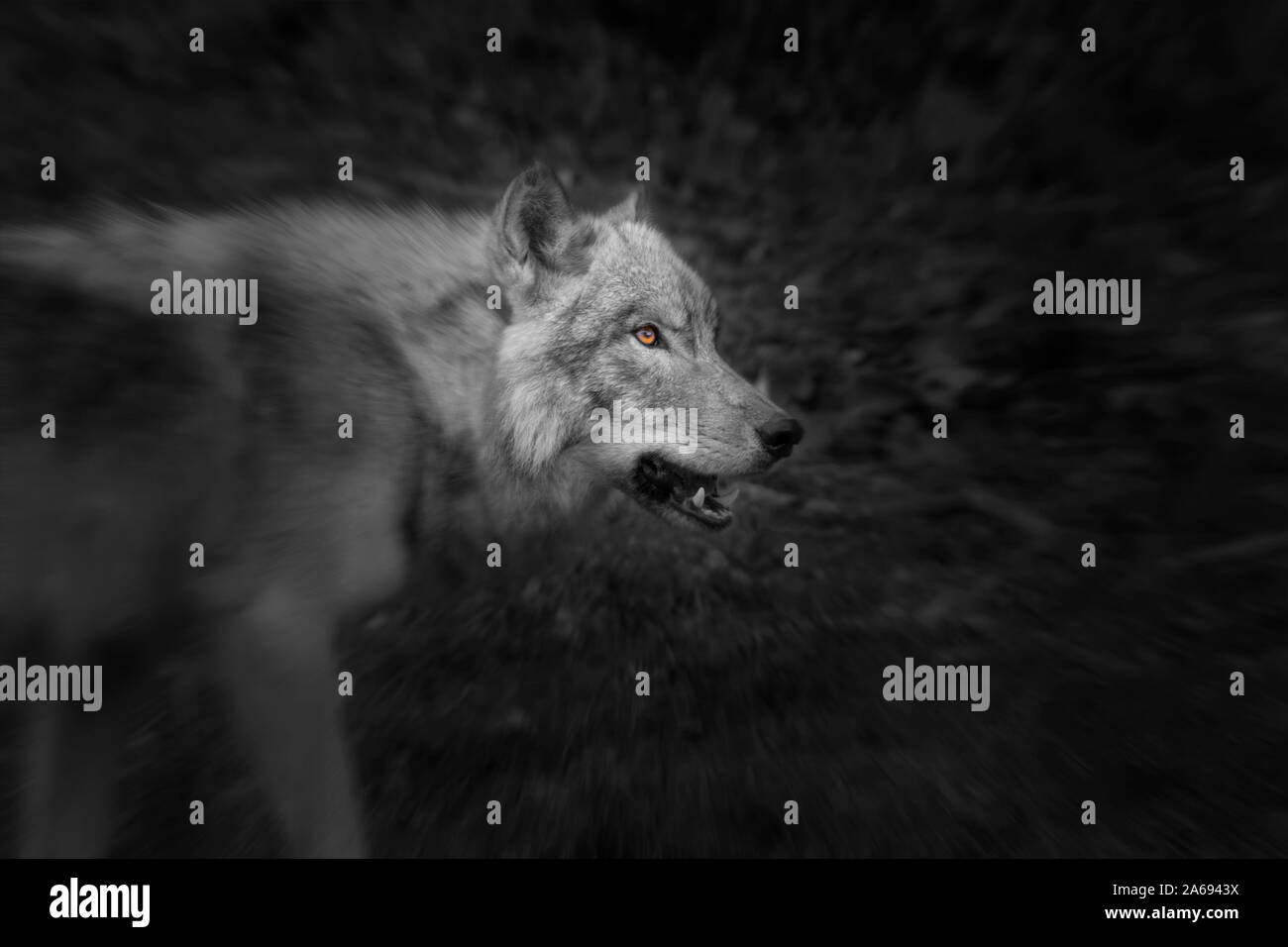 Intimidating Gray Wolf showing teeth and staring Stock Photo - Alamy
