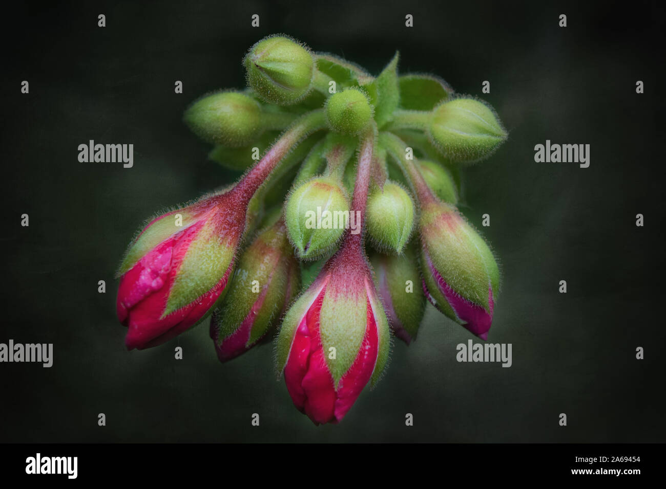 Beautiful red rose buds hi-res stock photography and images - Alamy