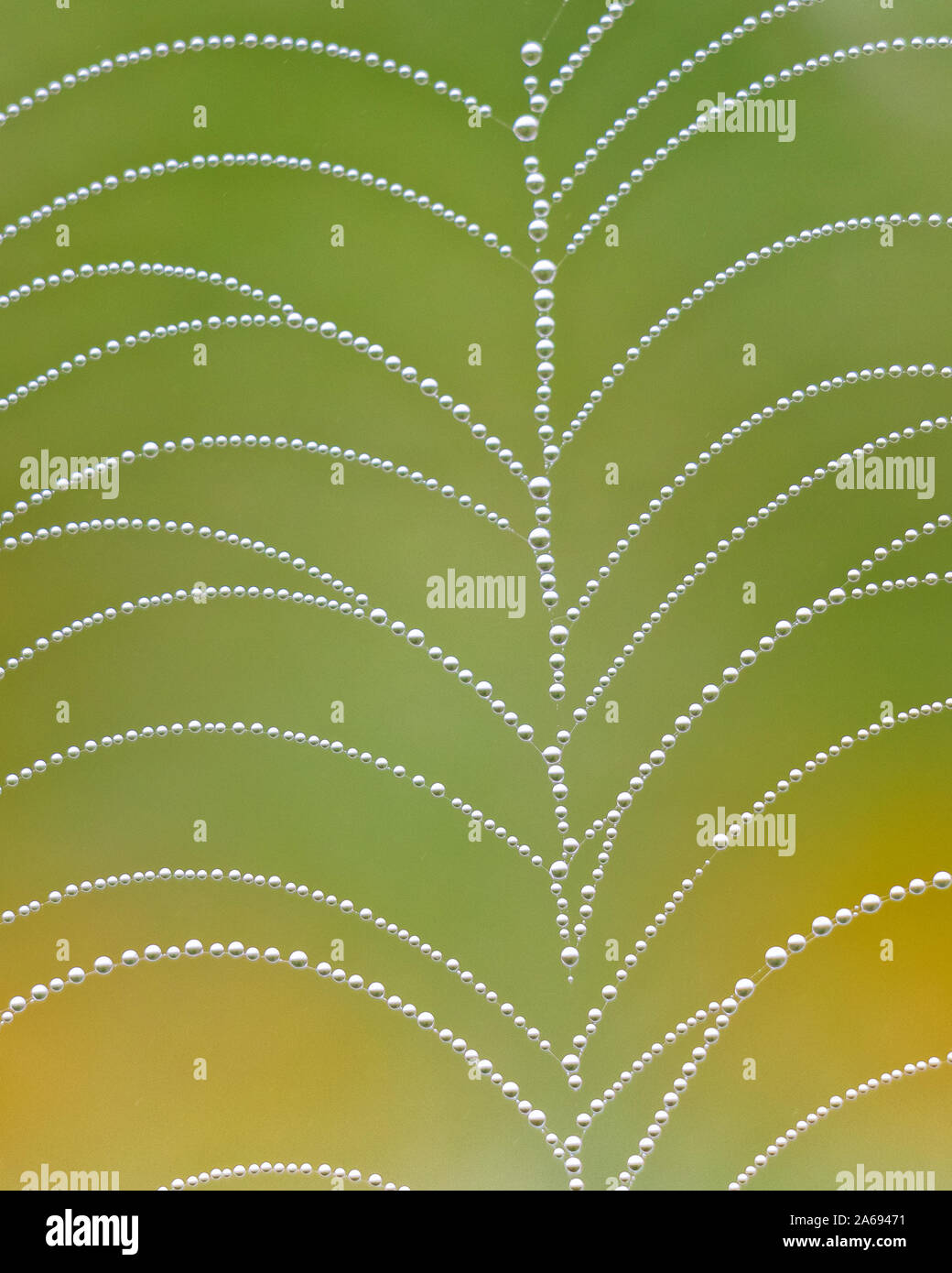 Spider web like a fern of pearls Stock Photo - Alamy