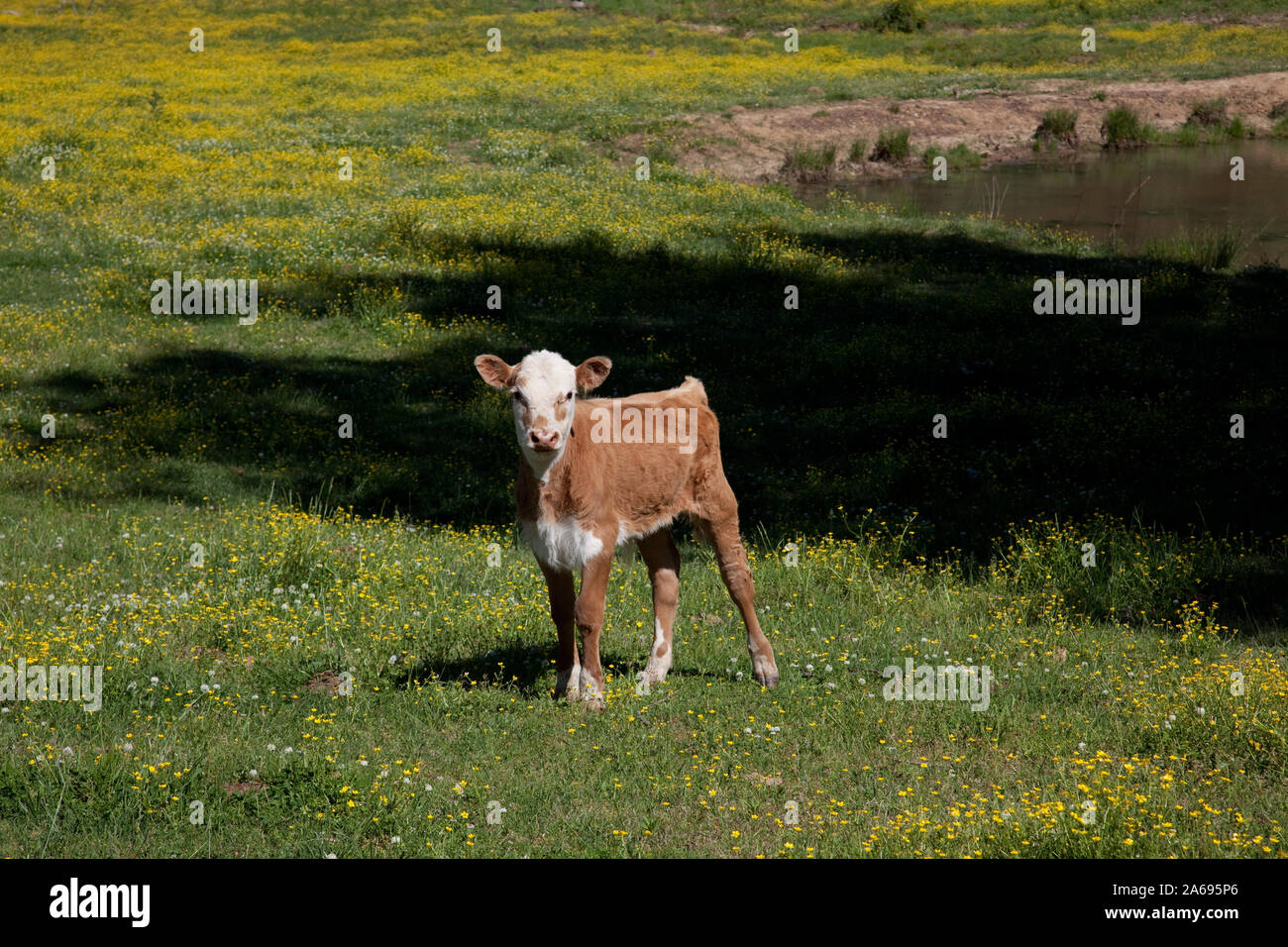 Baby animals in the spring hi-res stock photography and images - Alamy