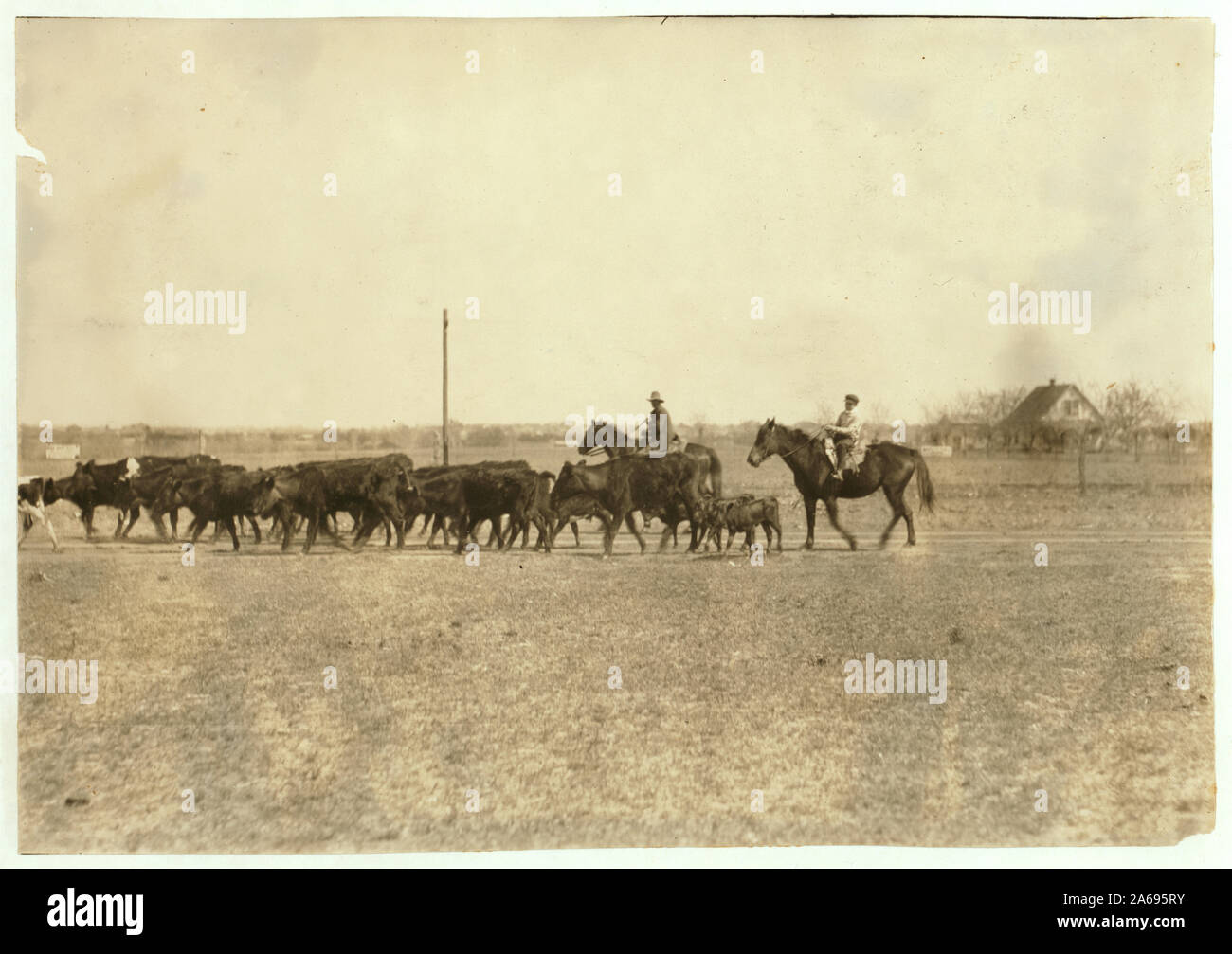 Young boy driving cattle to town. Abstract: Photographs from the ...