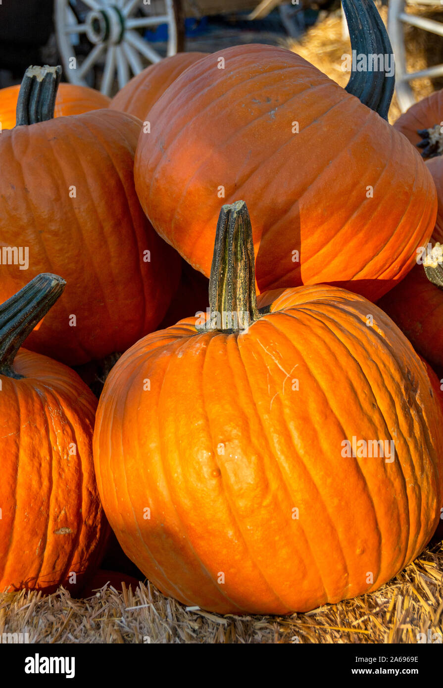 Orange pumpkins are on display at a rustic pumpkin patch, sitting on a ...