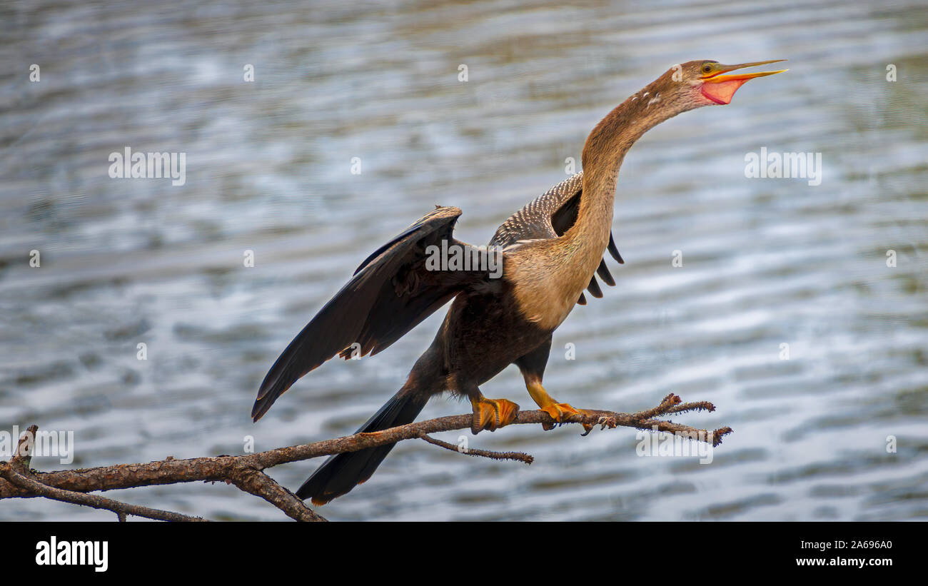 Anhinga perched on pine tree branch, mouth open, wings spread Stock ...