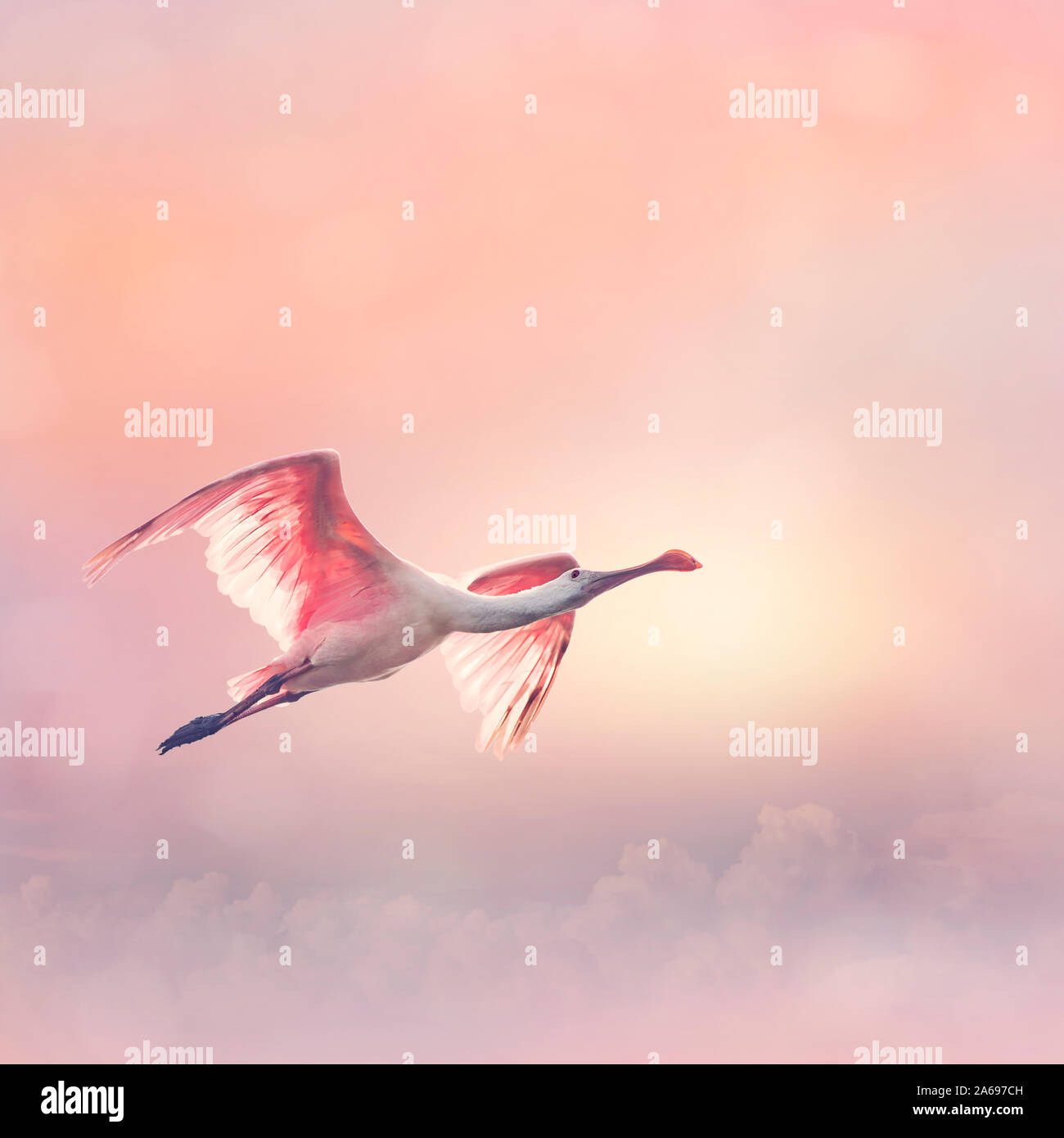 Roseate wallpaper hi-res stock photography and images - Alamy