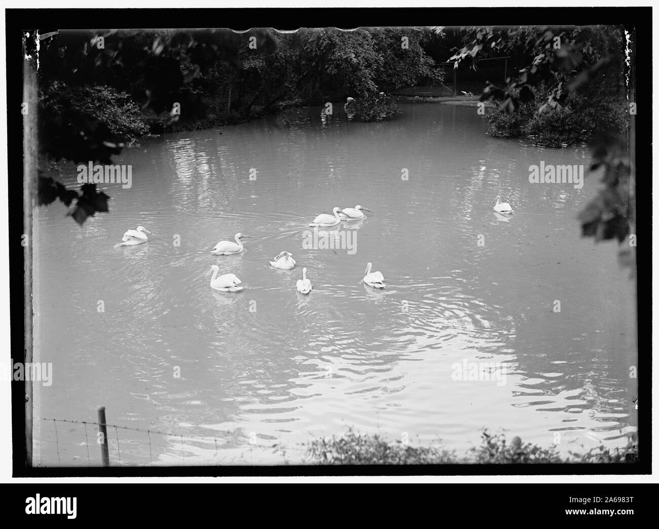 Zoo aviary bird Cut Out Stock Images & Pictures - Alamy