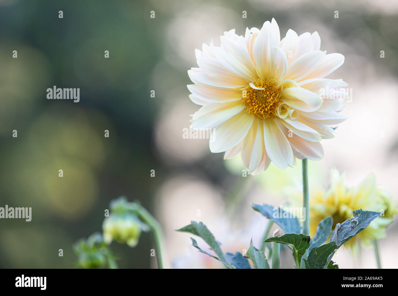 White dahlia plant leaves hi-res stock photography and images - Alamy