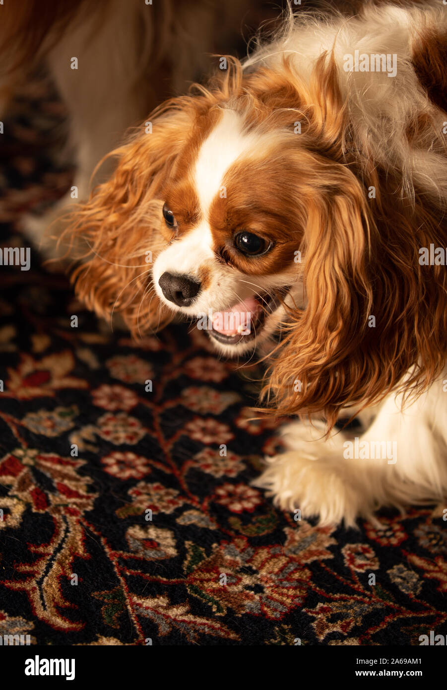 Ruby cavalier king charles spaniel hi-res stock photography and images ...