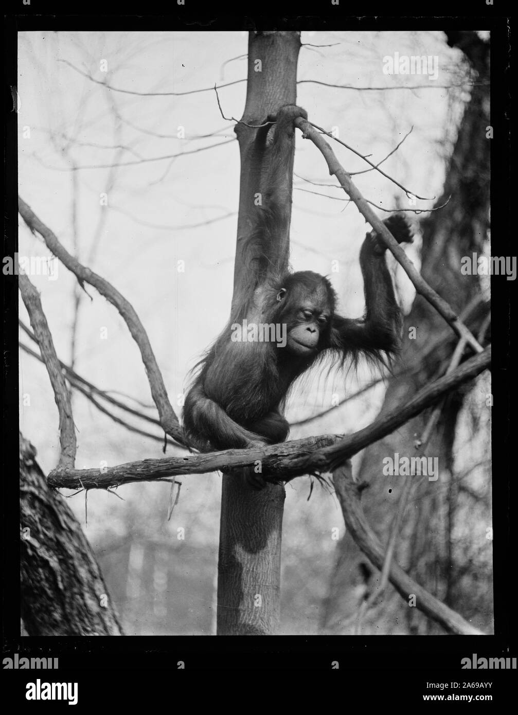 Zoo ape hi-res stock photography and images - Alamy