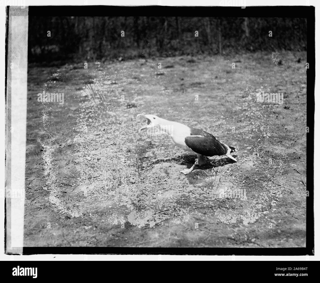 Zoo: Billy Sea Gull Stock Photo - Alamy