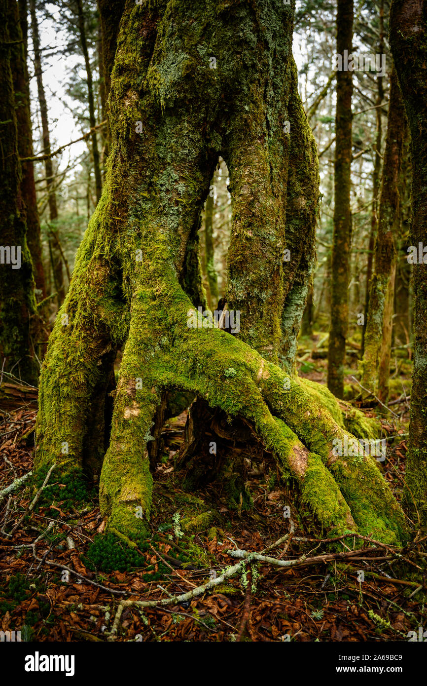 Outdoor scenery with an arching tree hi-res stock photography and ...