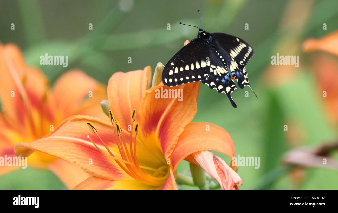 Forked appearance hi-res stock photography and images - Alamy