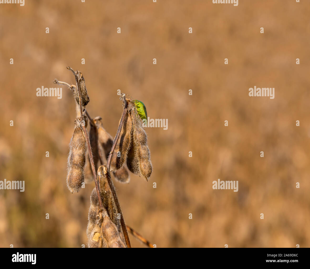 Soybean plant hi-res stock photography and images - Alamy