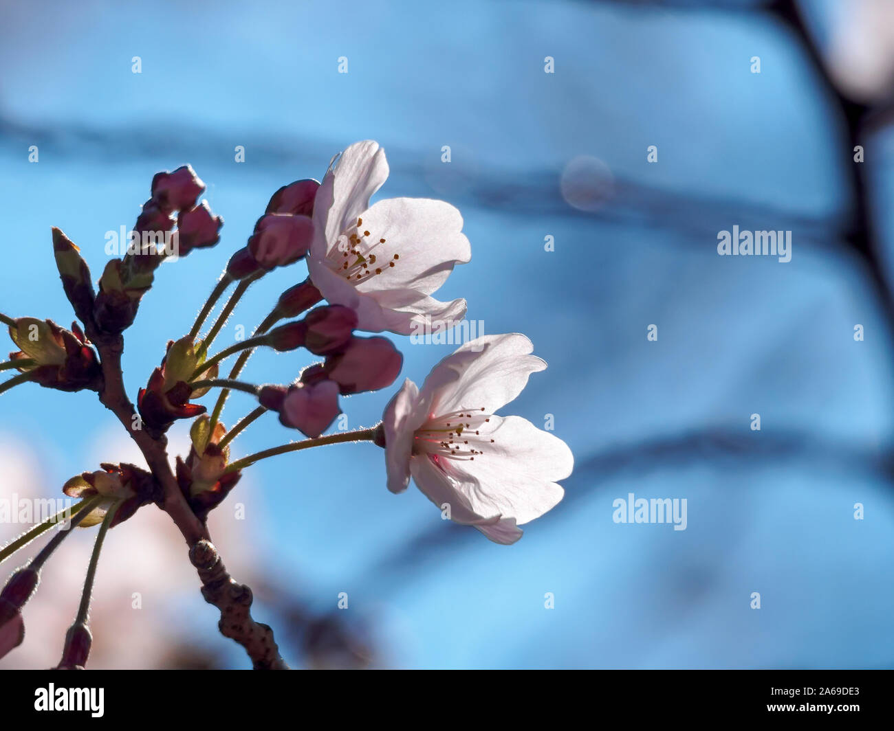 Cherry blossoms and buds hi-res stock photography and images - Alamy