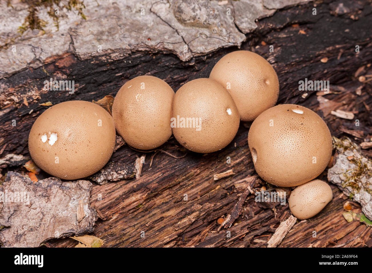 Pear-shaped Puffballs (Apioperdon pyriforme), AKA Stump Puffballs, grow ...