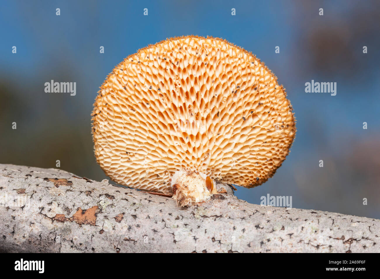 A Hexagonal-pored polypore (Neofavolus alveolaris) fruiting body grows ...