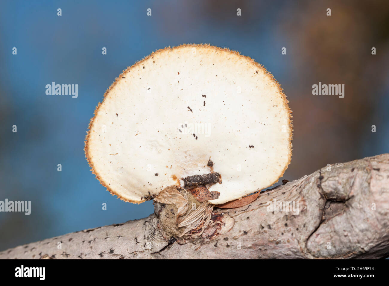 Neofavolus hi-res stock photography and images - Alamy