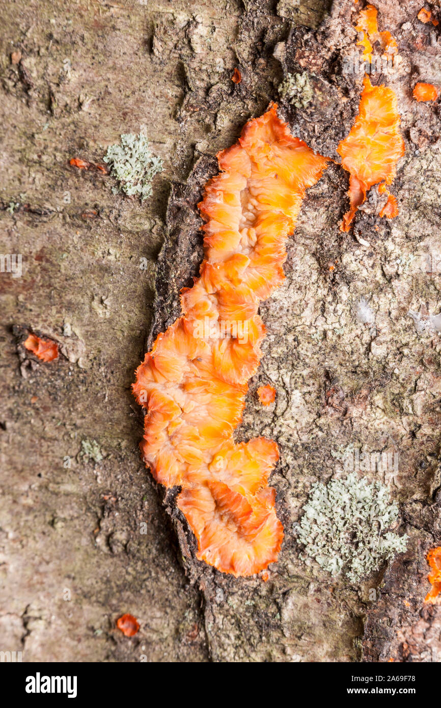 Wrinkled Crust (Phlebia radiata), a crust fungus, grows on the side of ...