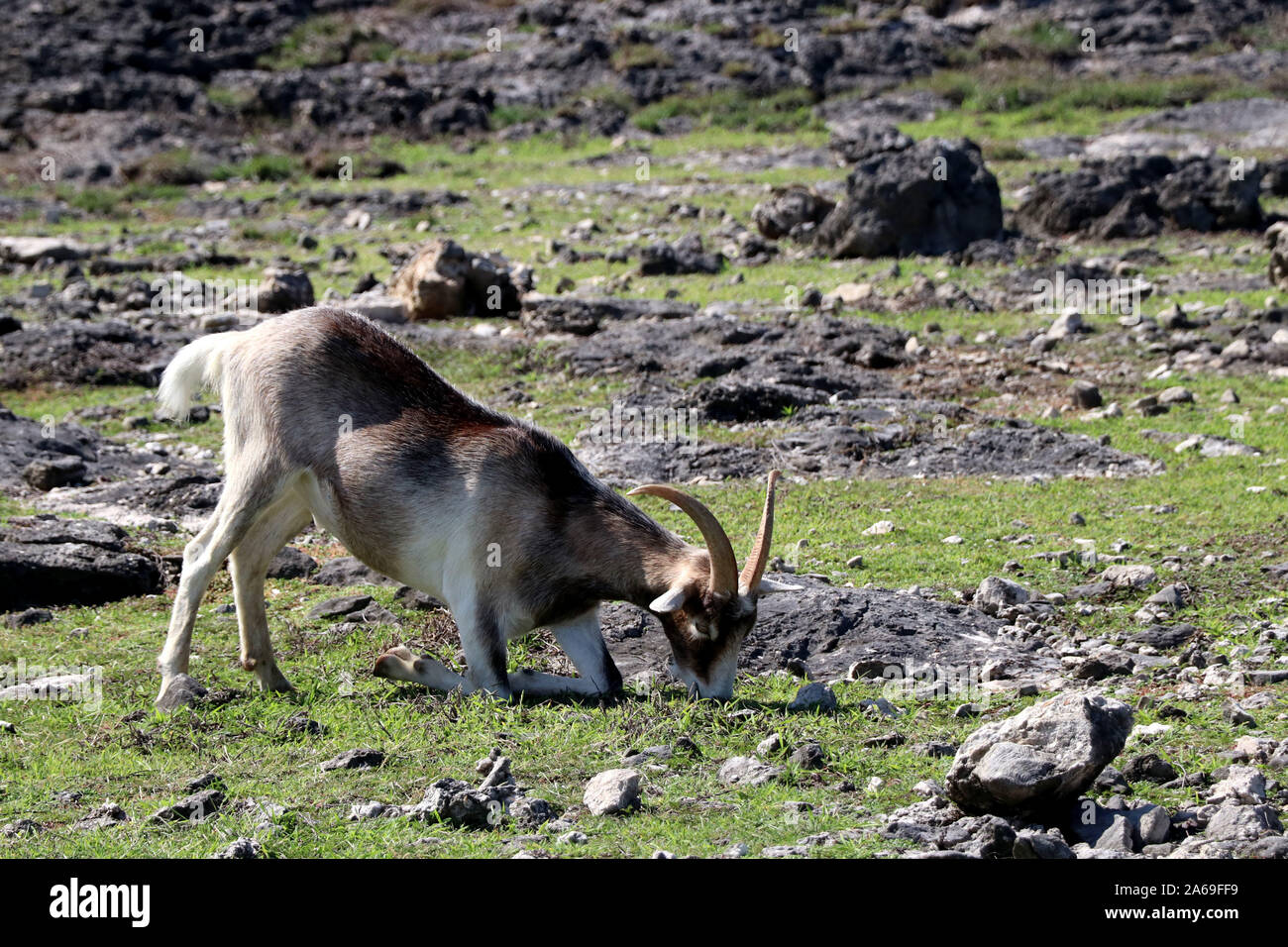 Goat legs hi-res stock photography and images - Alamy
