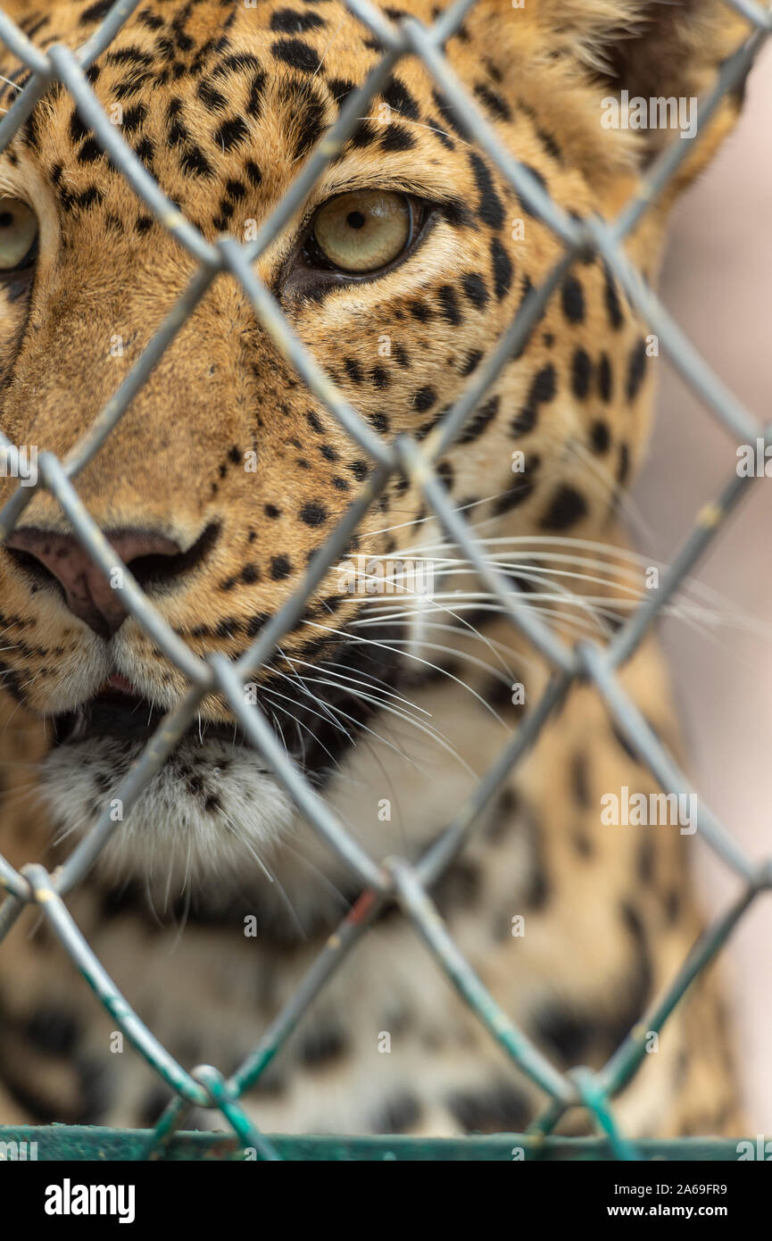Man eater Leopard in captivity seen near Junnar,Maharashtra,India Stock ...
