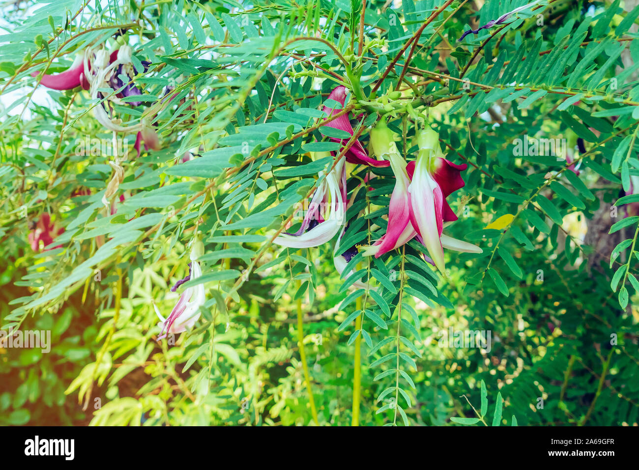 Close up to Red Agasta Flower (scientific name: Sesbania grandiflora ...