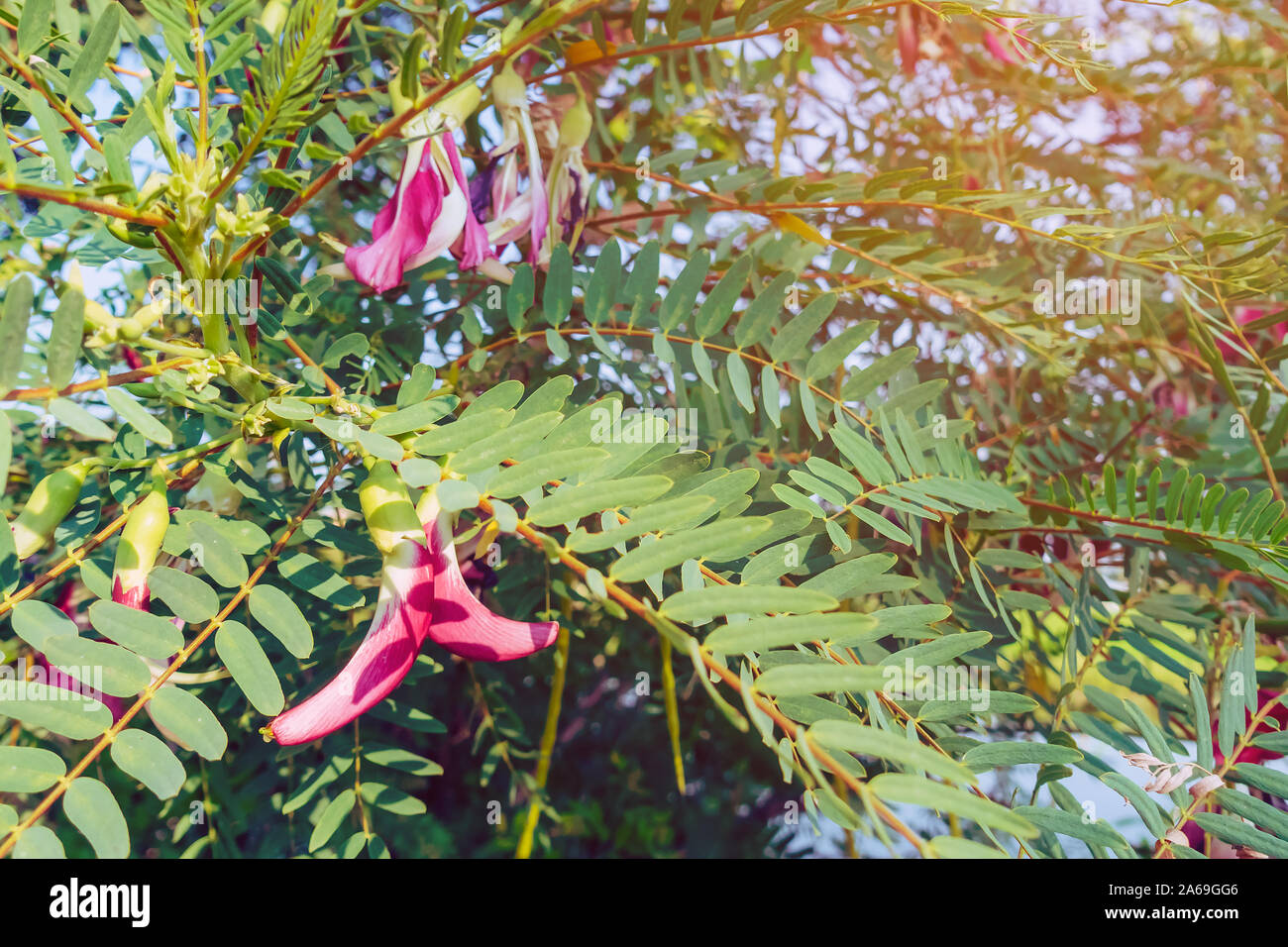 Close up to Red Agasta Flower (scientific name: Sesbania grandiflora ...