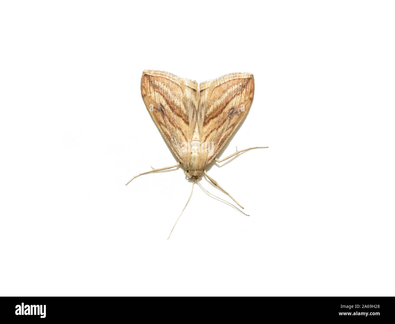 The garden pebble Evergestis forficalis nocturnal butterfly isolated on ...