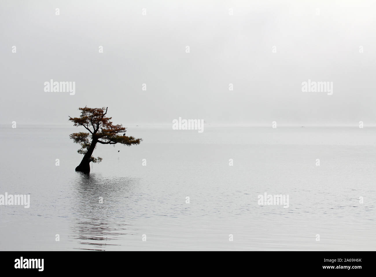 Lonely cypress tree hi-res stock photography and images - Alamy