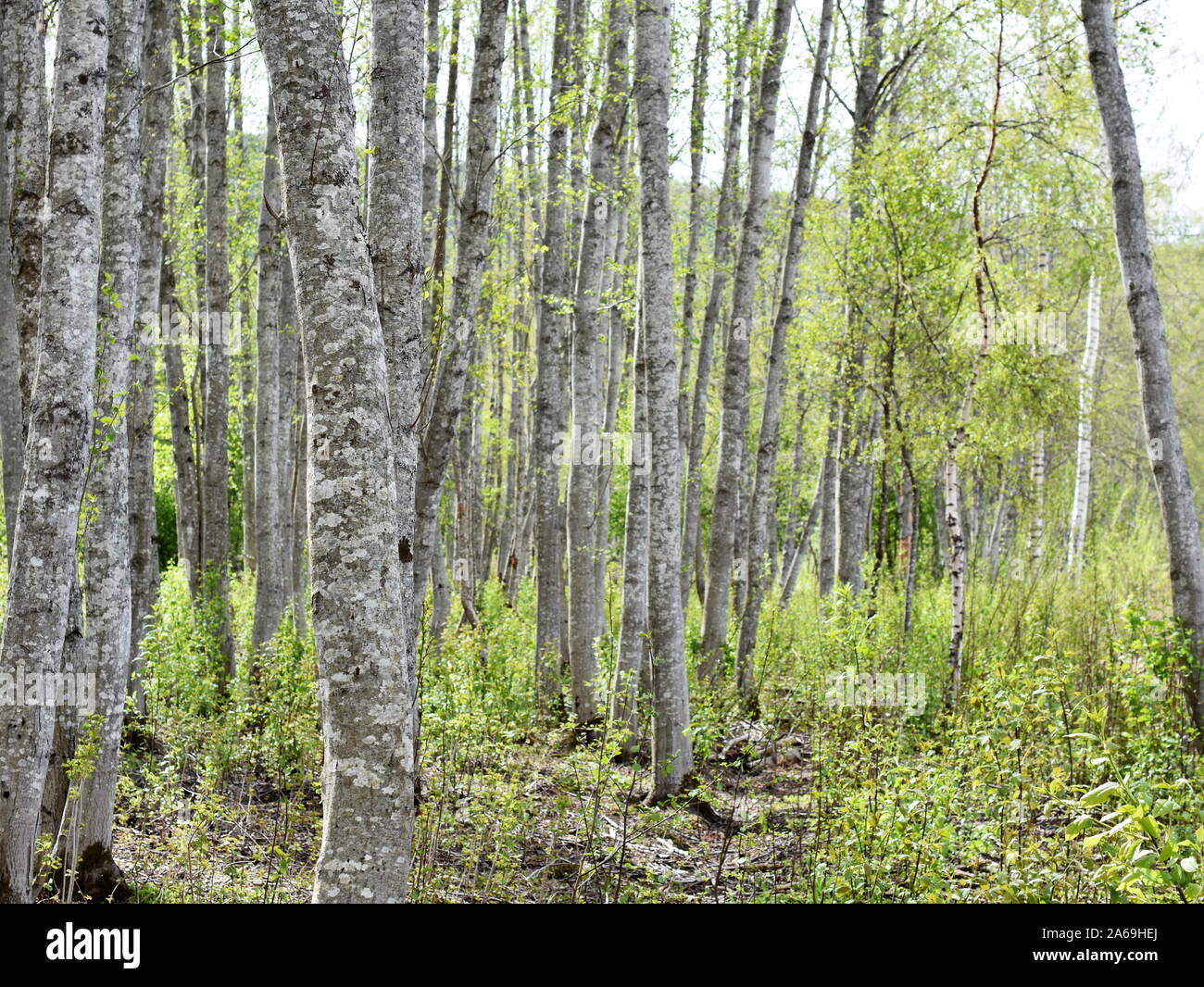Alder tree forest with intensely green new foliage and gray stems Stock ...