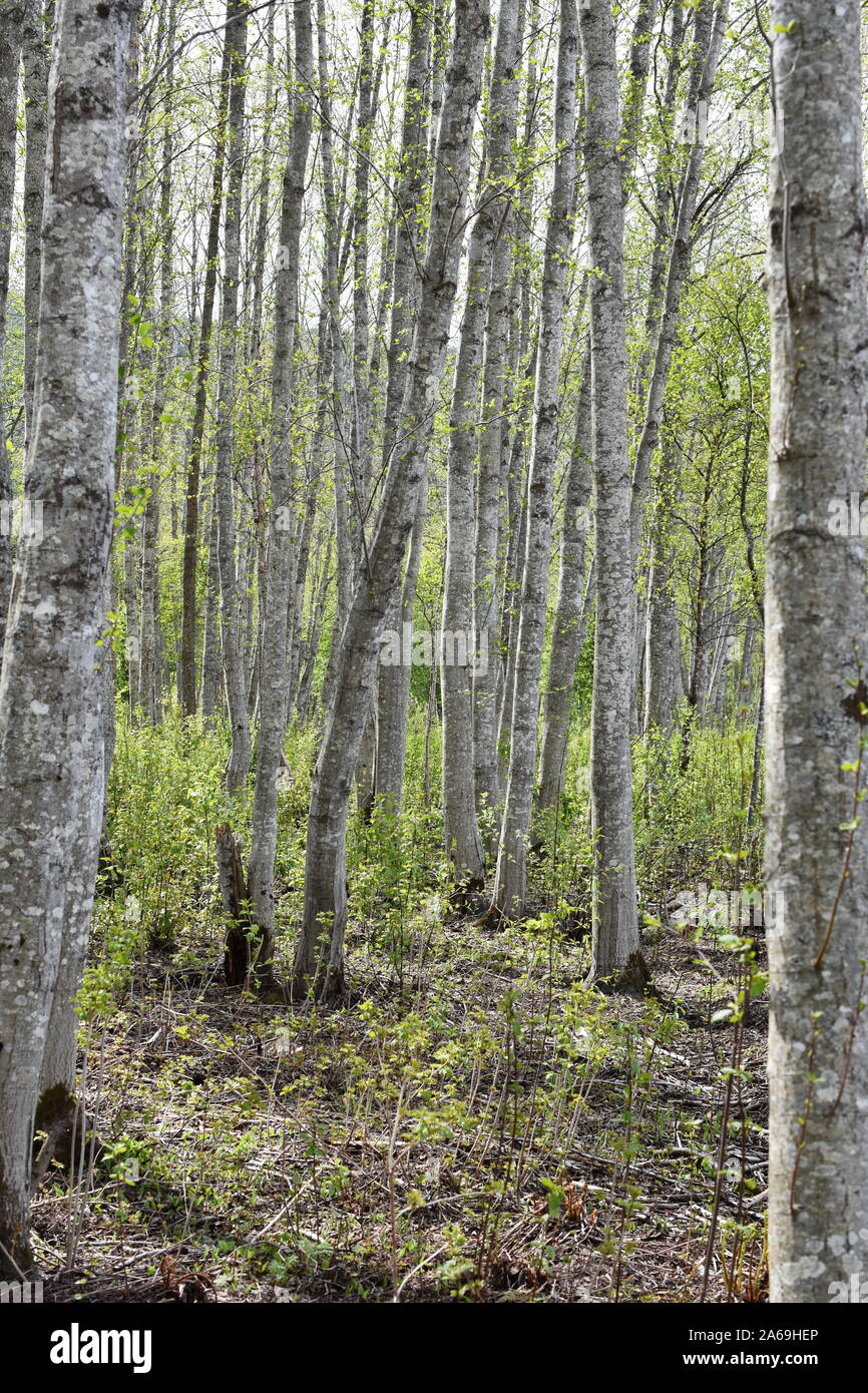 Grey alder hi-res stock photography and images - Alamy