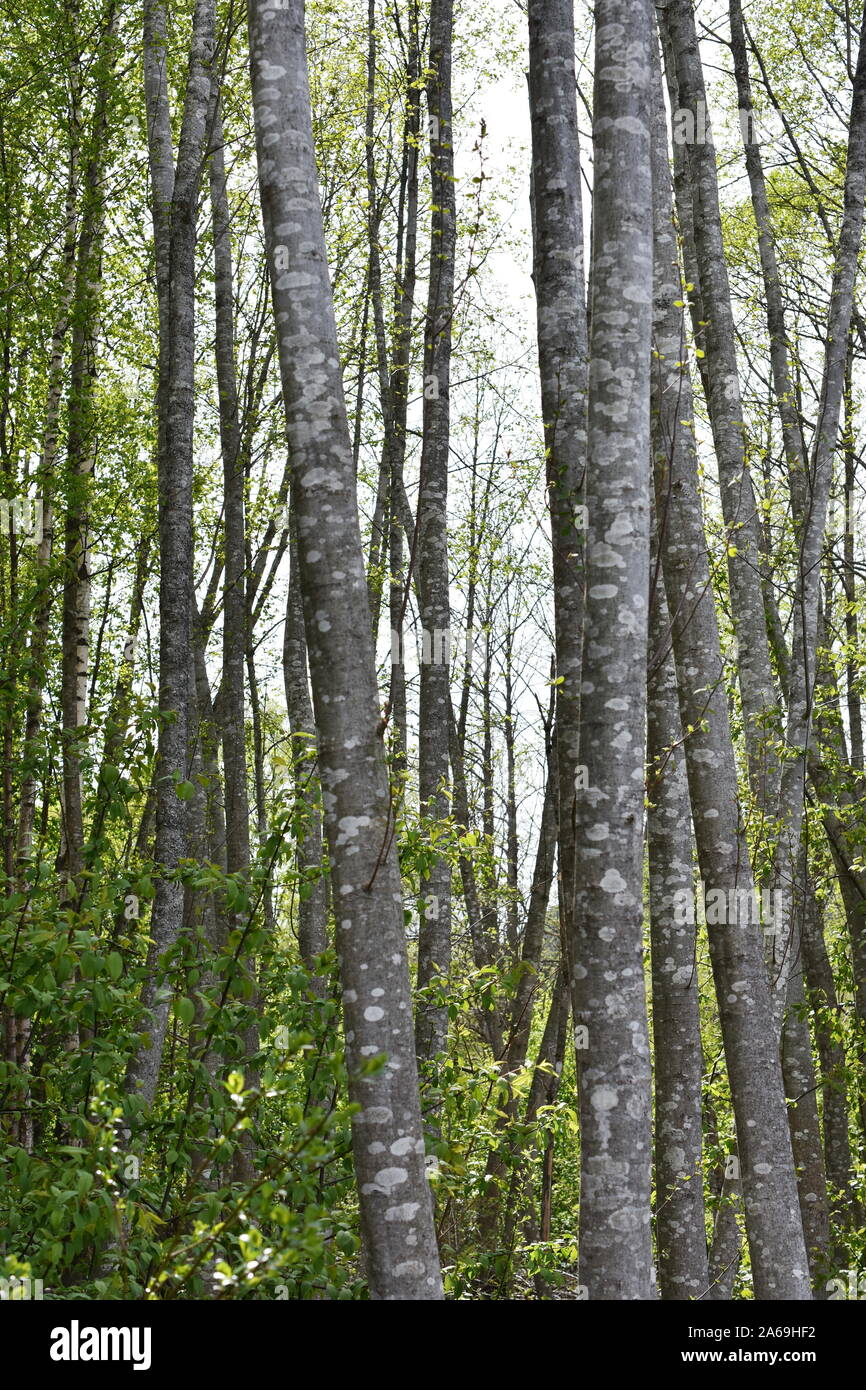 Alder tree forest with intensely green new foliage and gray stems Stock ...