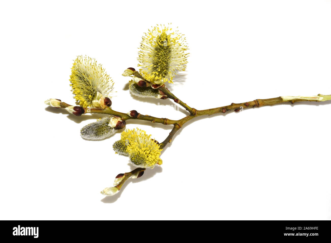 Closeup on salix branch with yellow pussy willows on white background ...