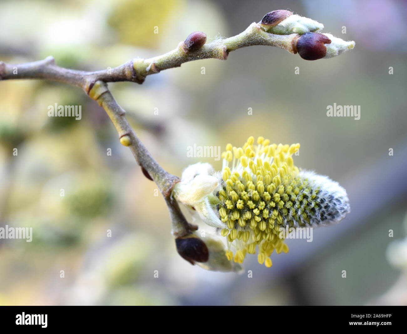 Closeup on catkin from salix shrub in early spring Stock Photo - Alamy