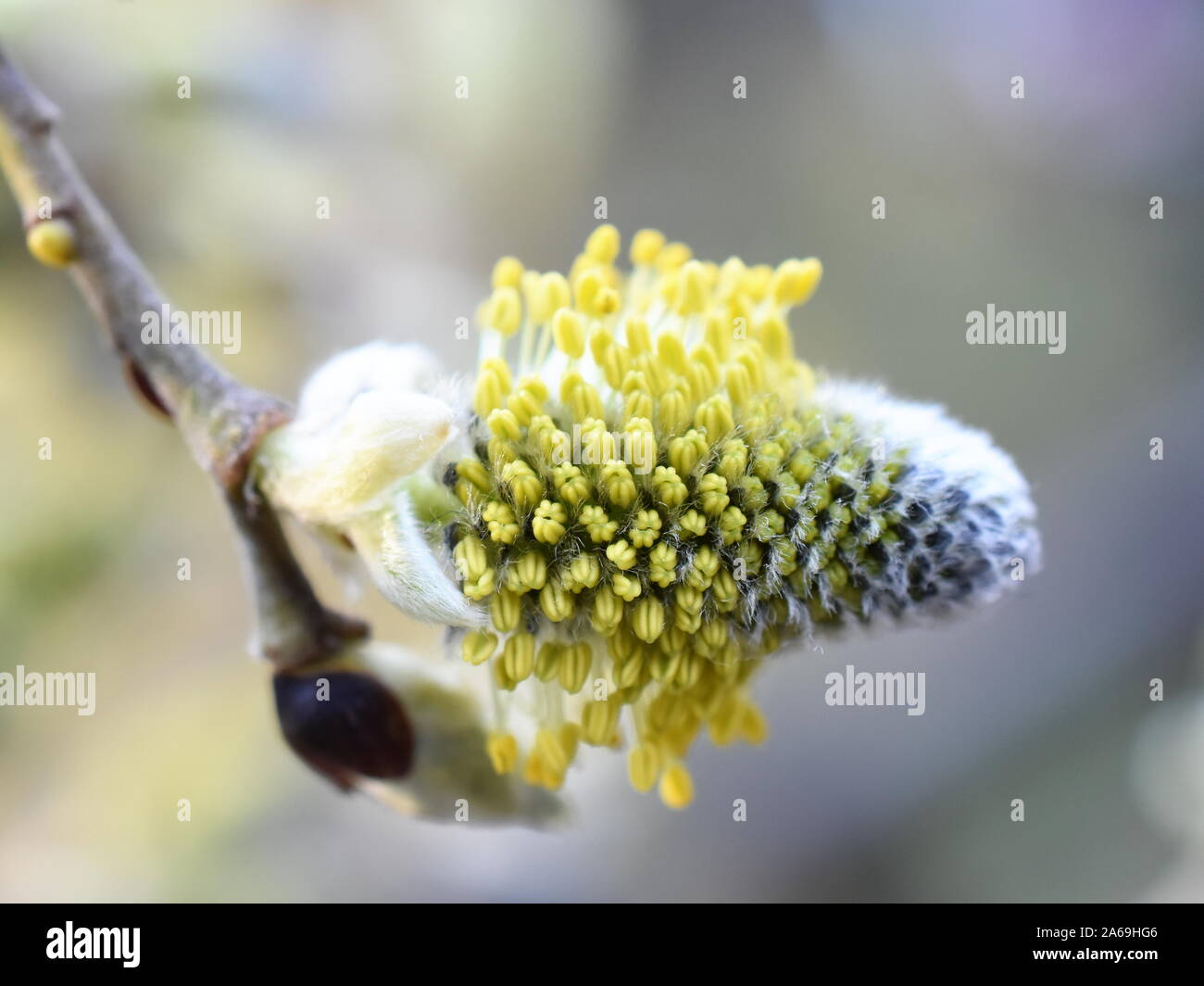 Closeup on catkin from salix shrub in early spring Stock Photo - Alamy