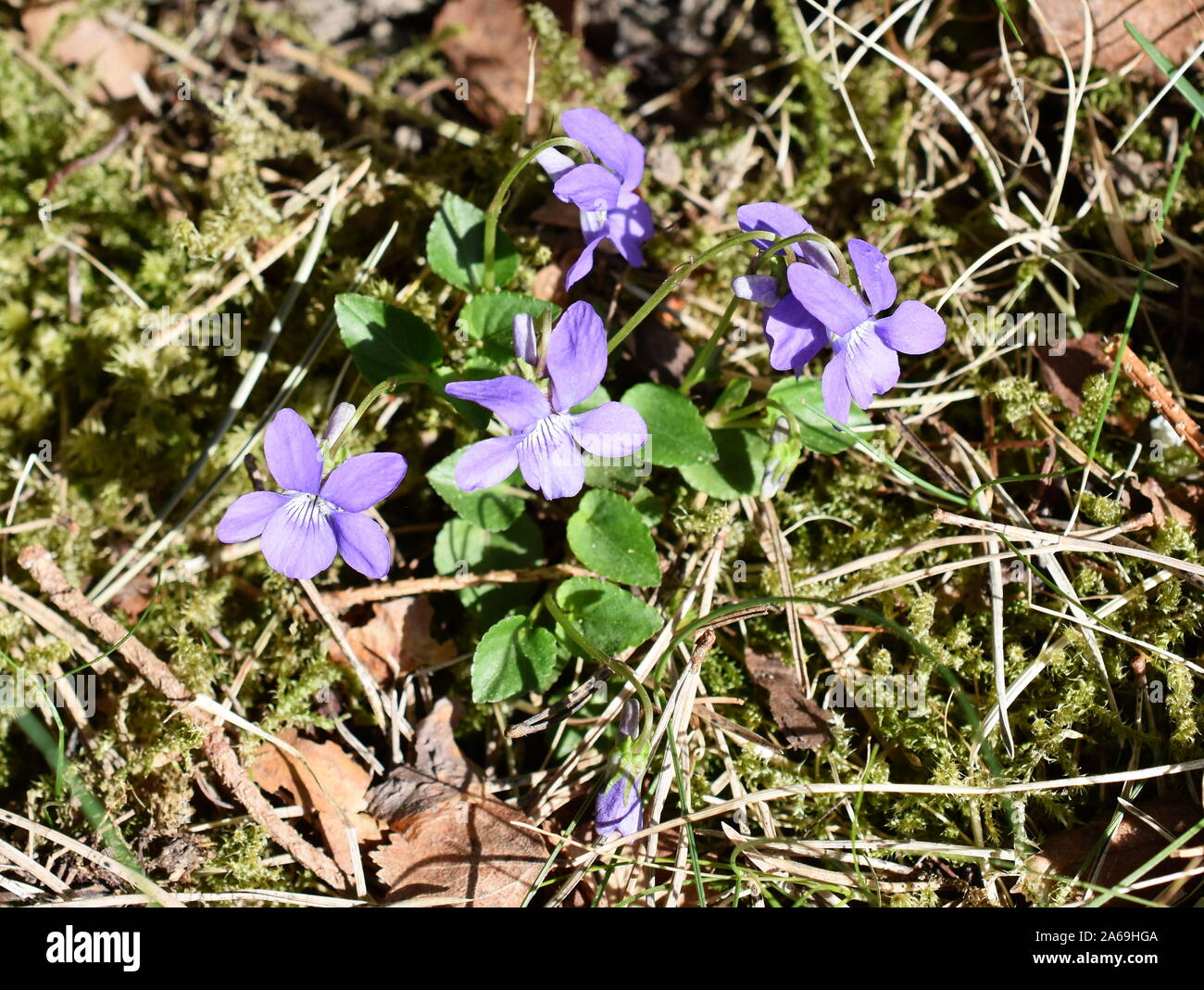 Violaceae violet hi-res stock photography and images - Alamy