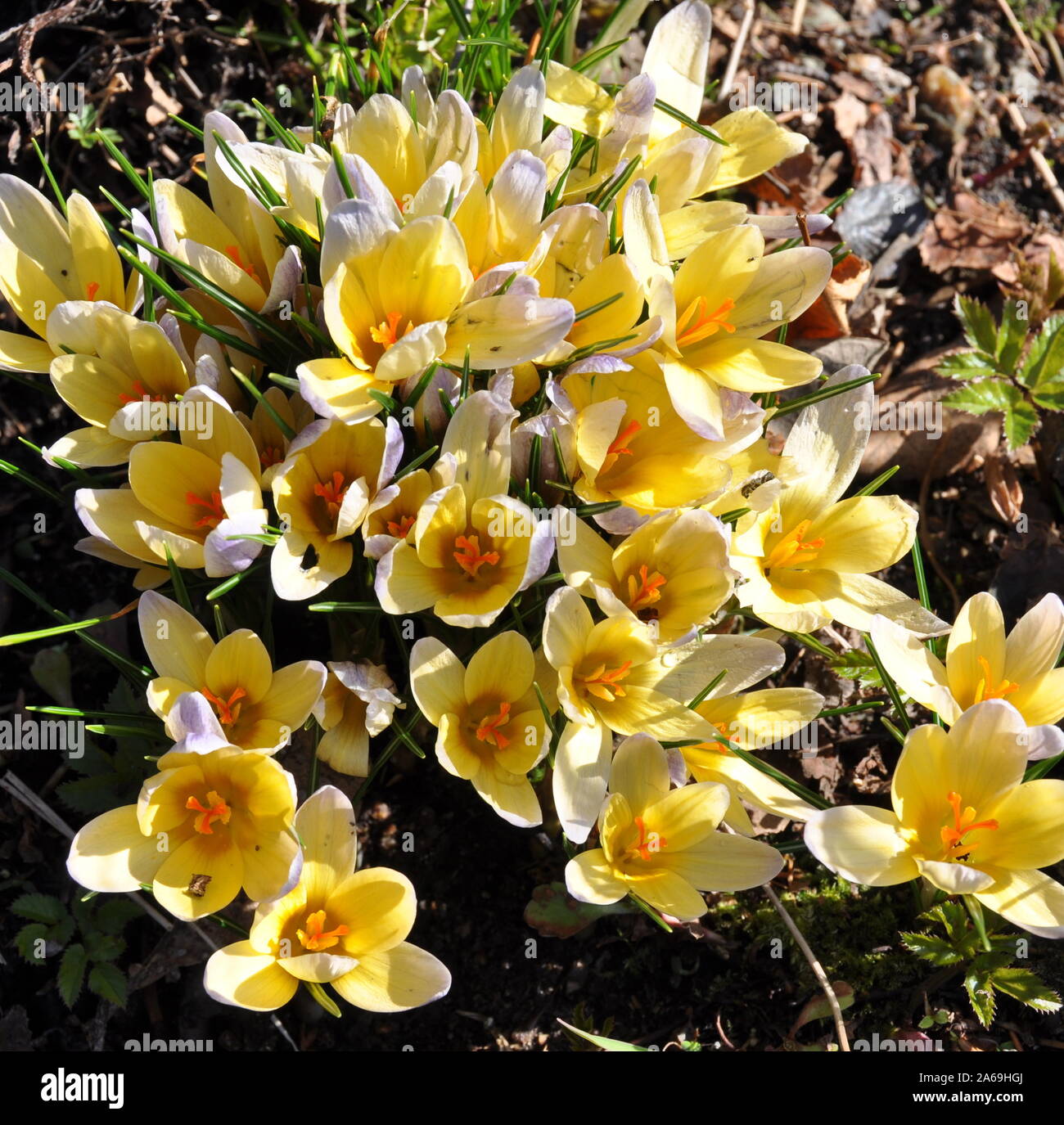 Blue crocus hi-res stock photography and images - Alamy