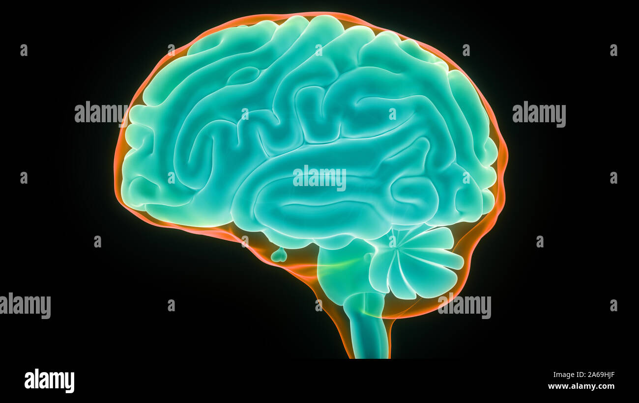 Central Organ of Human Nervous System Brain Anatomy Stock Photo - Alamy