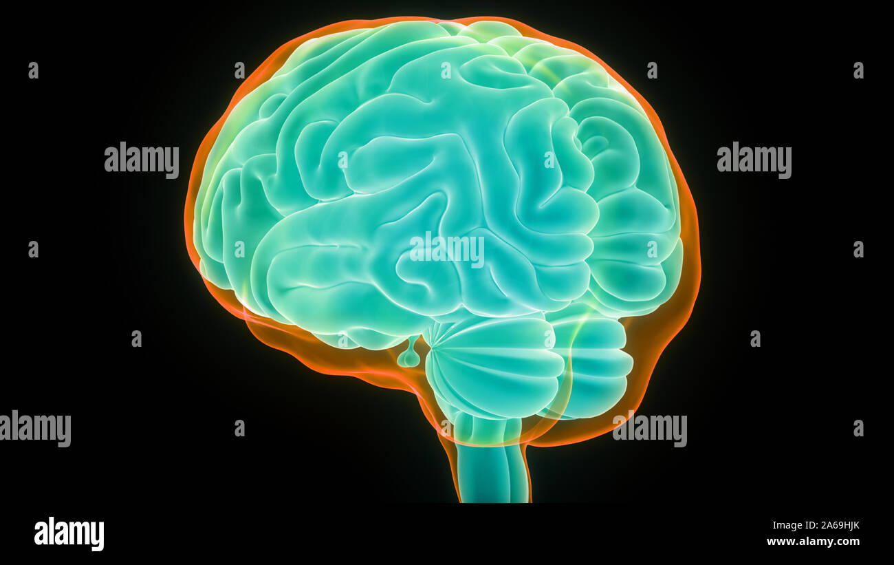 Central Organ of Human Nervous System Brain Anatomy Stock Photo - Alamy