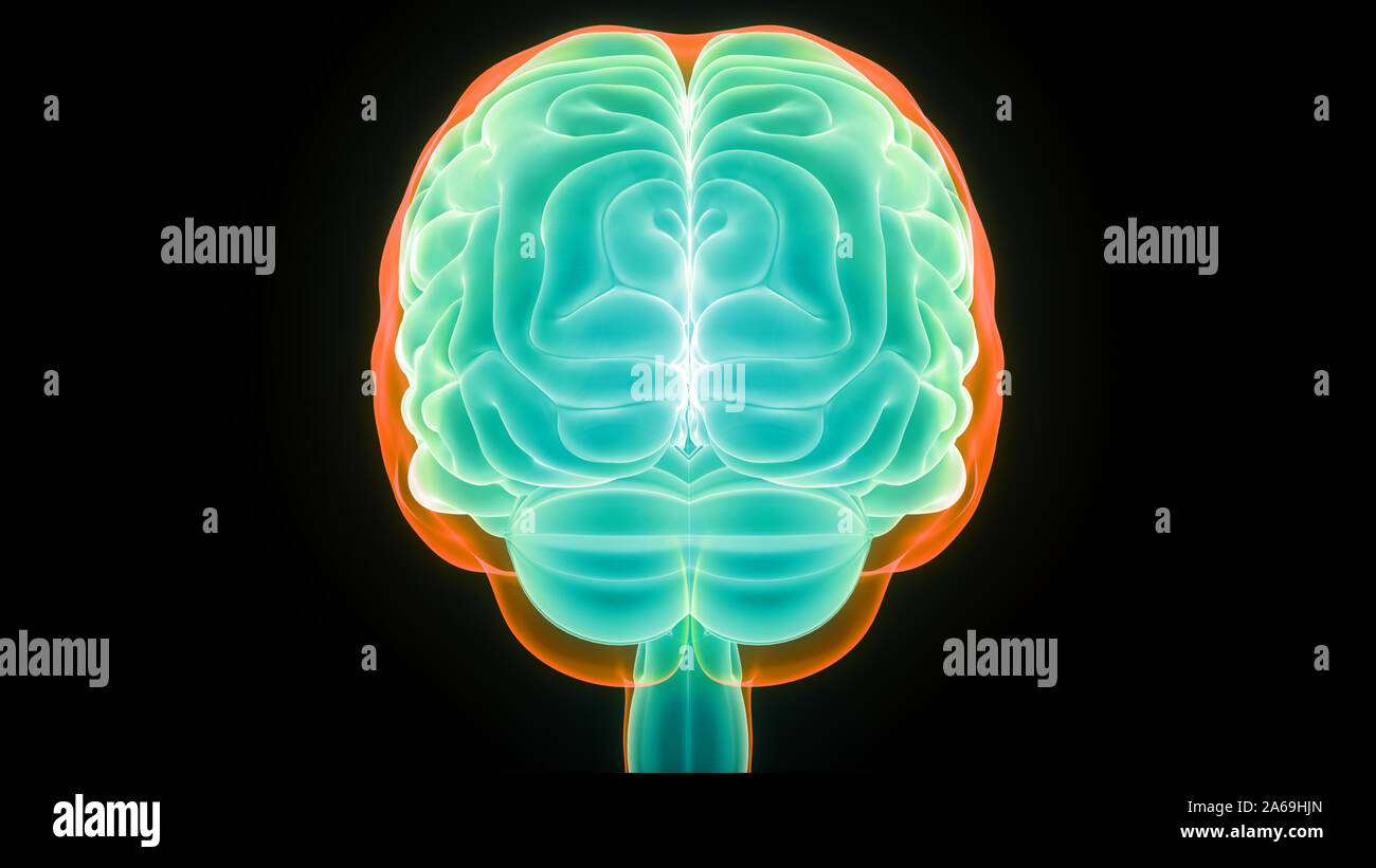 Central Organ of Human Nervous System Brain Anatomy Stock Photo - Alamy
