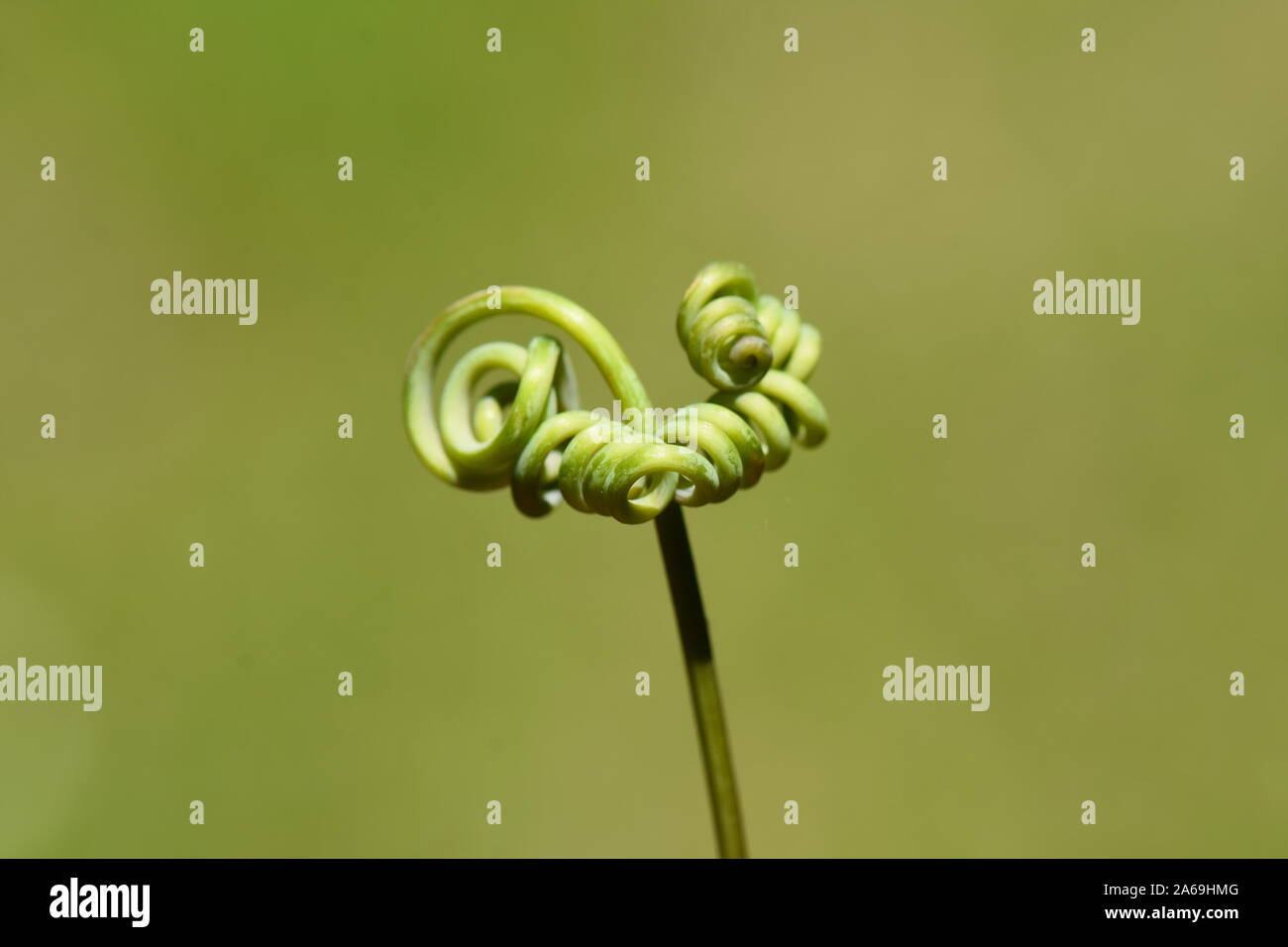 Climbing vine tendril hi-res stock photography and images - Alamy