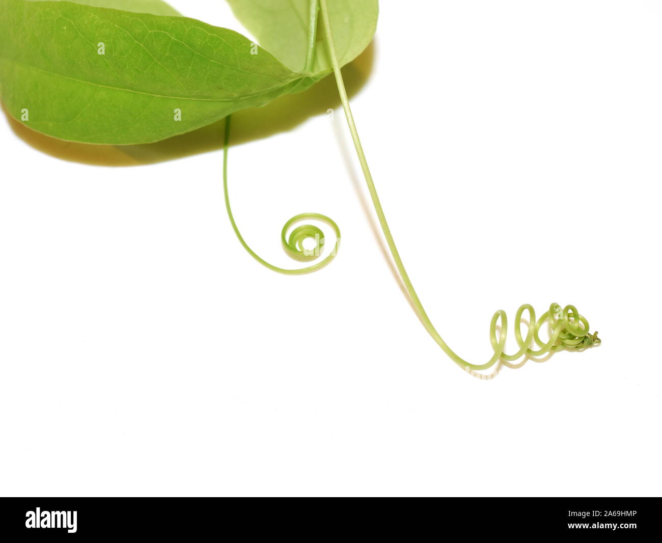 Climbing vine tendril hi-res stock photography and images - Alamy