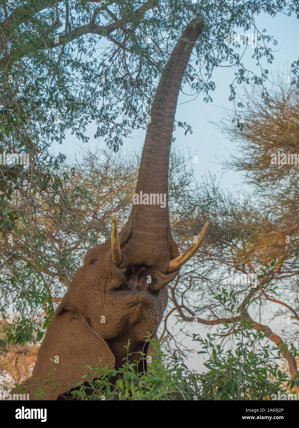 Elephant foot tree hi-res stock photography and images - Alamy