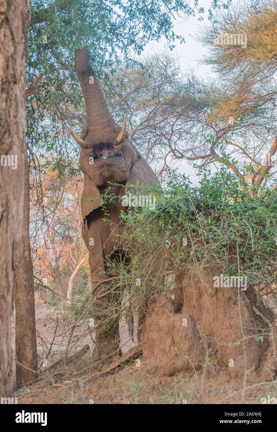 Elephant foot tree hi-res stock photography and images - Alamy