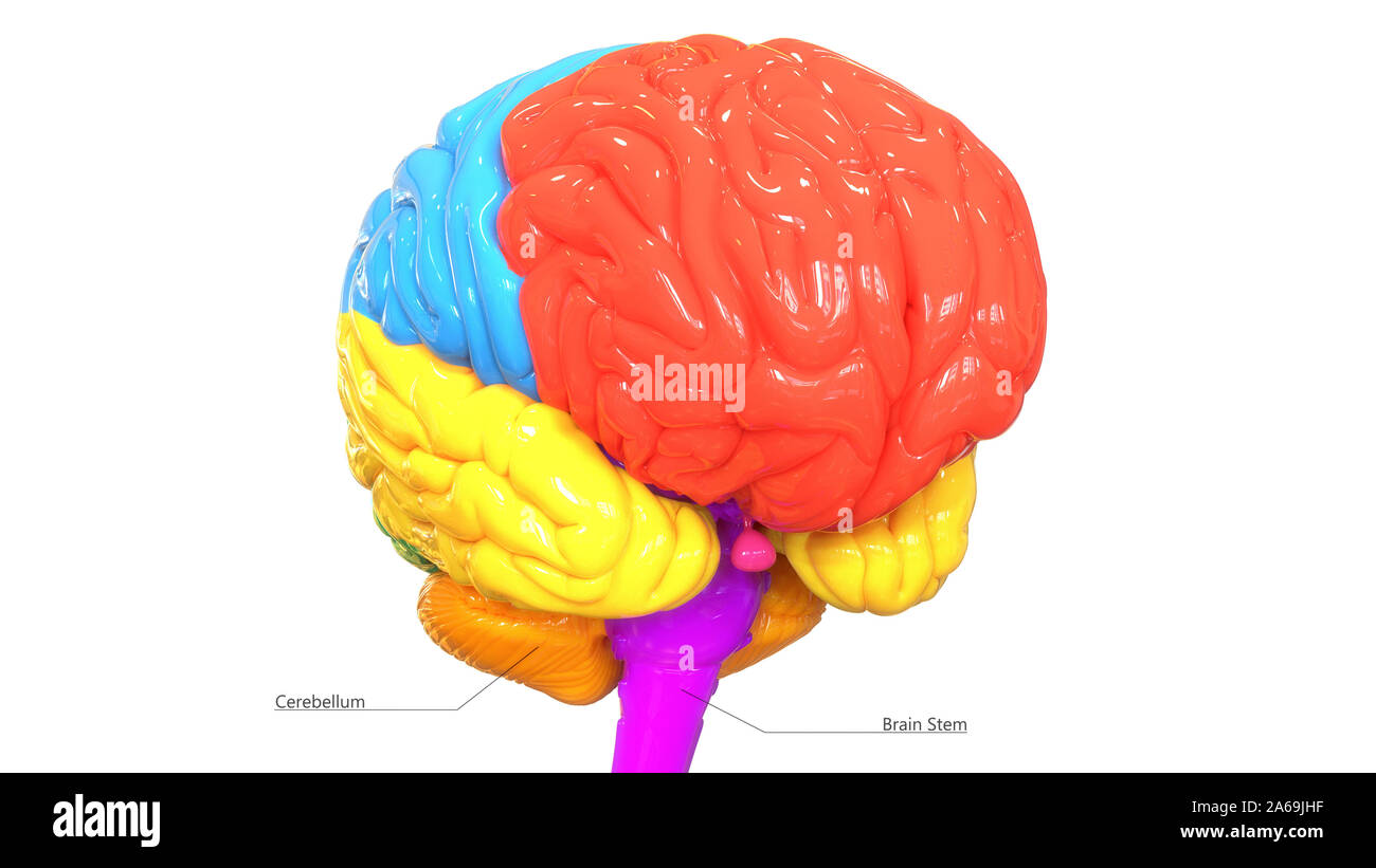 Central Organ of Human Nervous System Brain Anatomy Stock Photo - Alamy