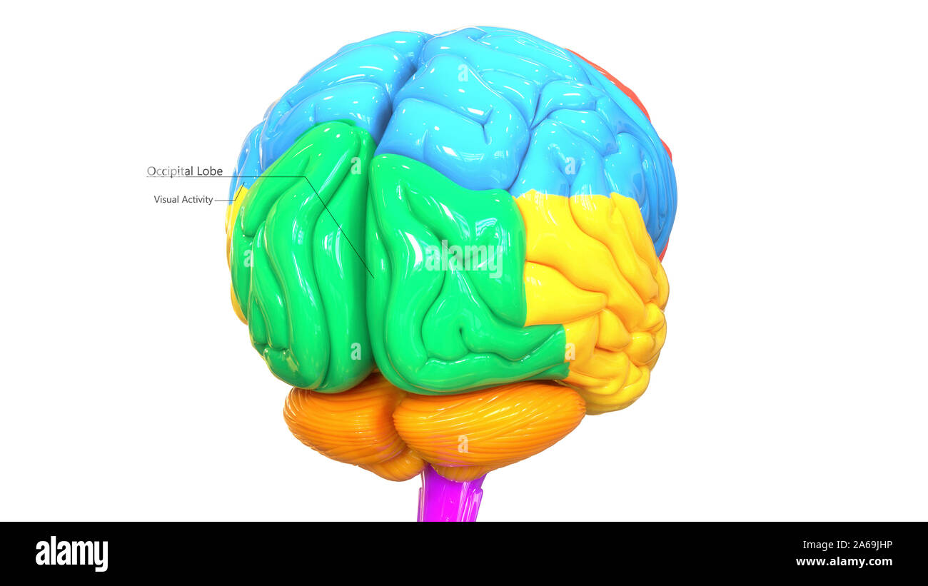 Central Organ of Human Nervous System Brain Anatomy Stock Photo - Alamy