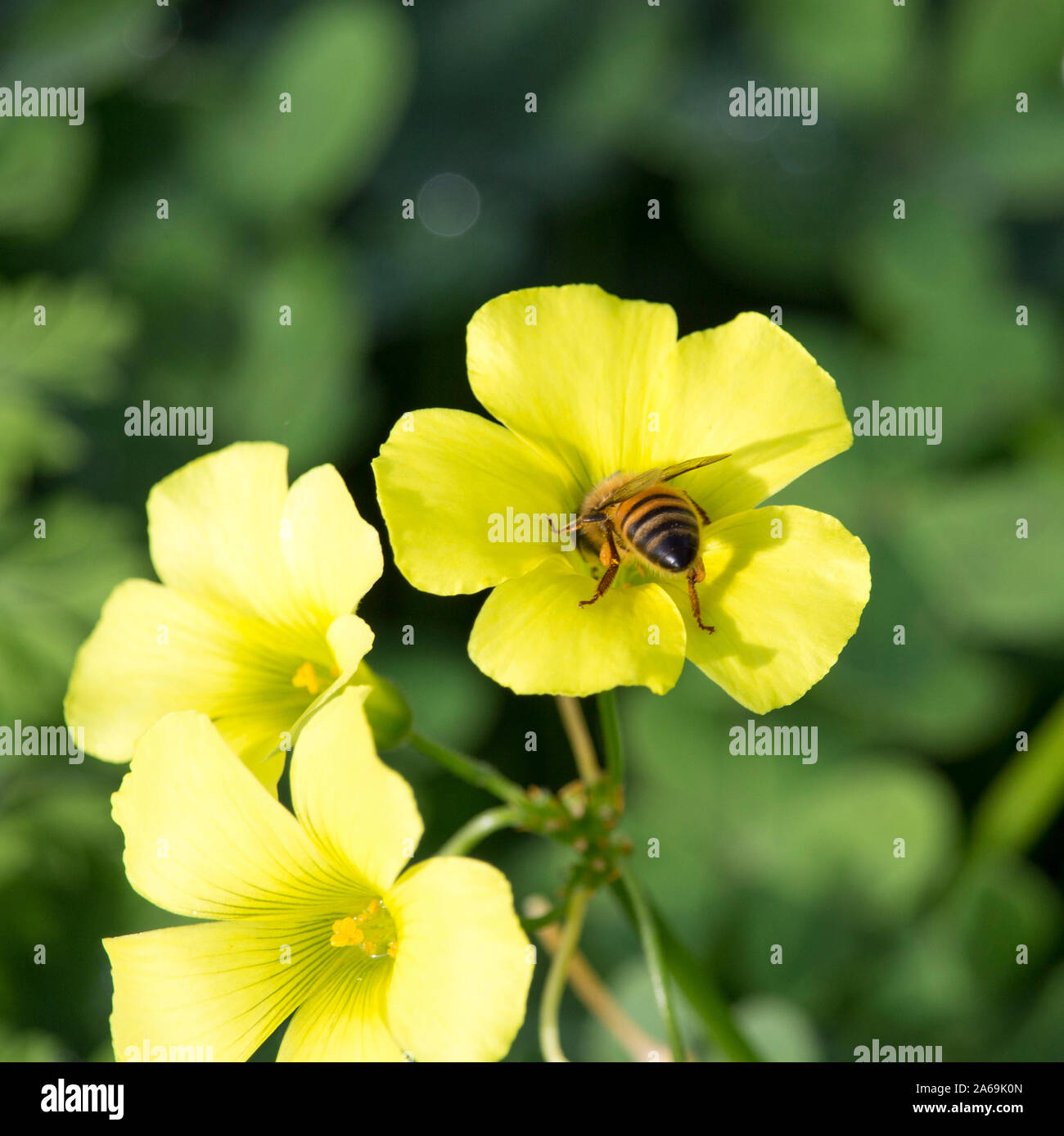 Oxalis weed oxalidaceae or wood sorrel soursob growing in street verge ...