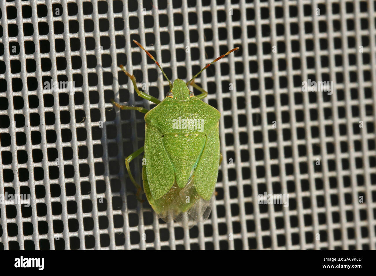 Shield beetle hi-res stock photography and images - Alamy