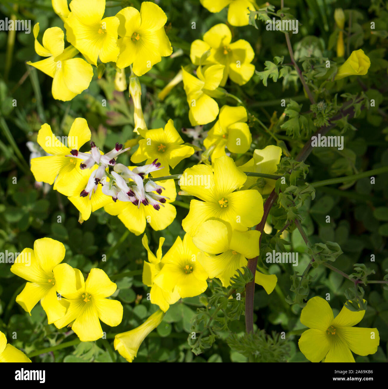 Oxalis weed oxalidaceae or wood sorrel soursob growing in street verge ...
