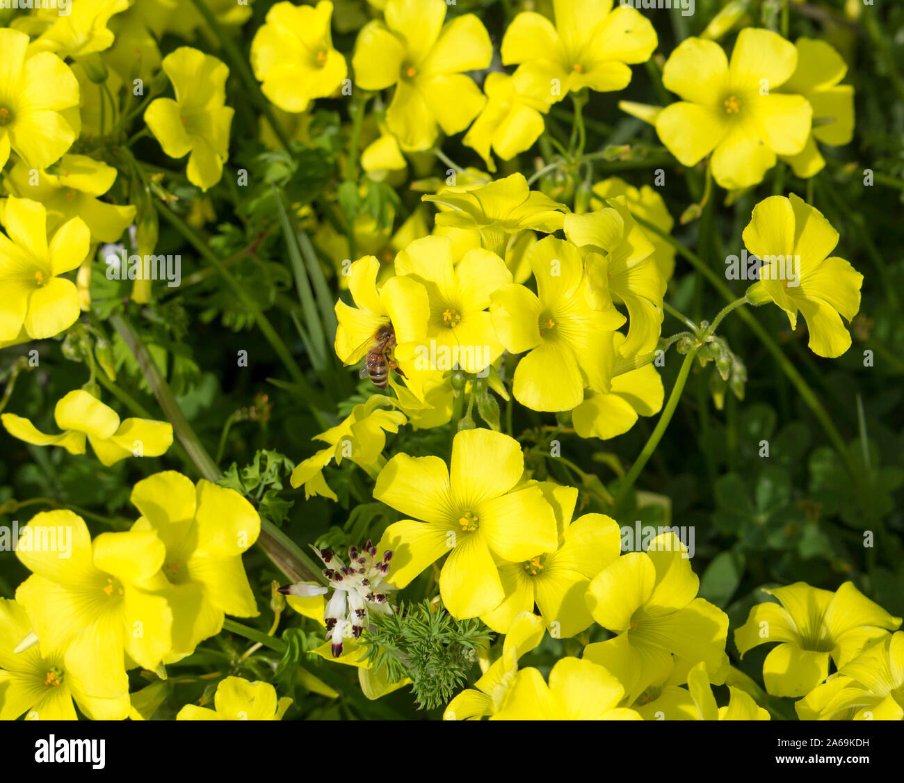 Oxalis weed oxalidaceae or wood sorrel soursob growing in street verge ...